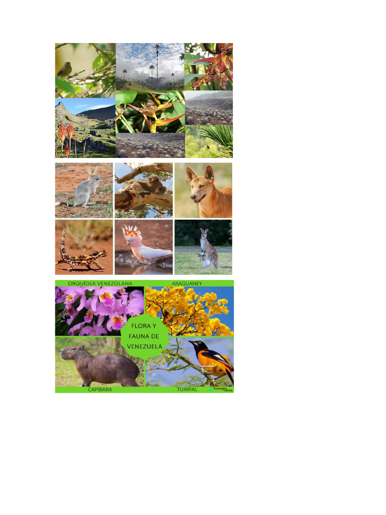 Bio Divers I Dad | PDF