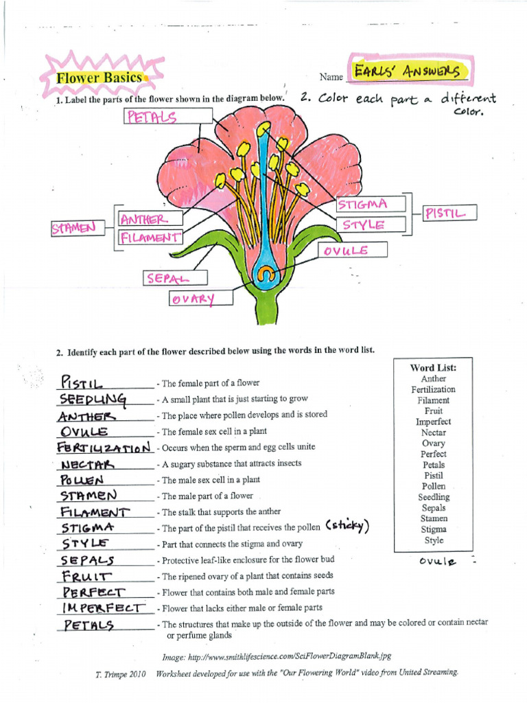 Answers To Flower Basics Worksheet 1 | PDF