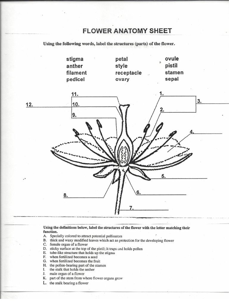 Biology - of - A - Flower - Worksheet | PDF