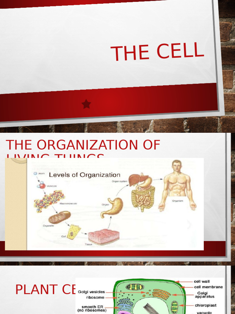 The Cell | PDF