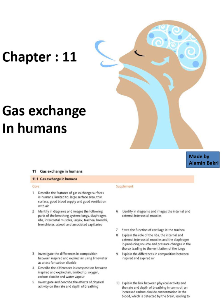 chapter 11 breathing | PDF | Respiratory System | Breathing