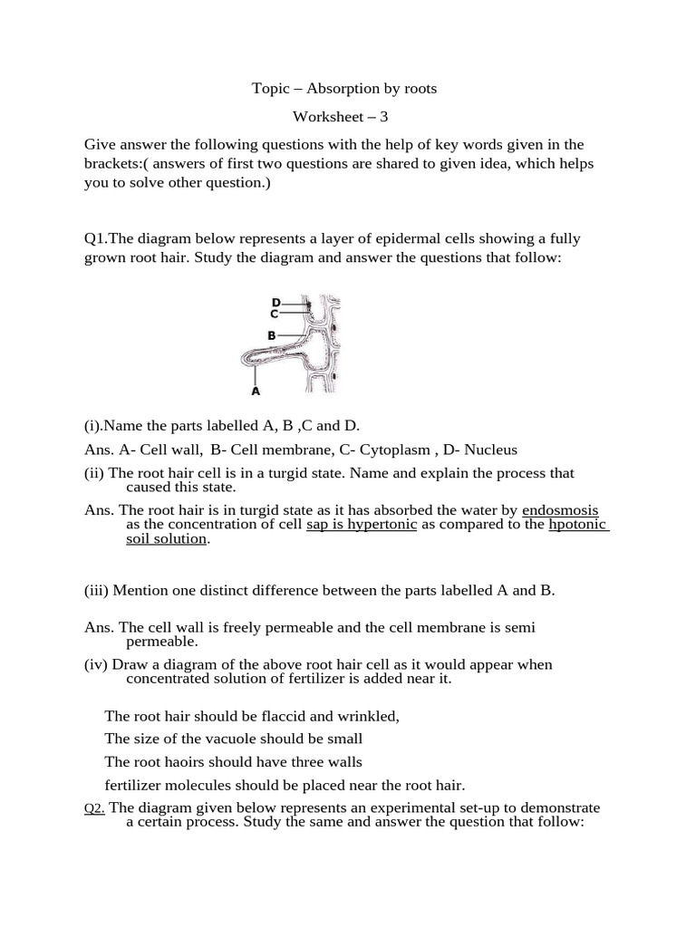 Root Hair Cell Absorption Worksheet | PDF | Osmosis | Cell Biology