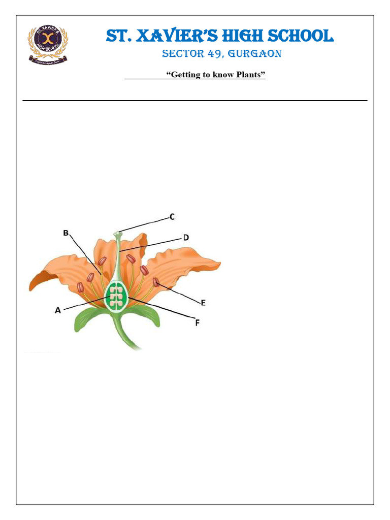 Chapter 4 “Getting to know Plants” | PDF