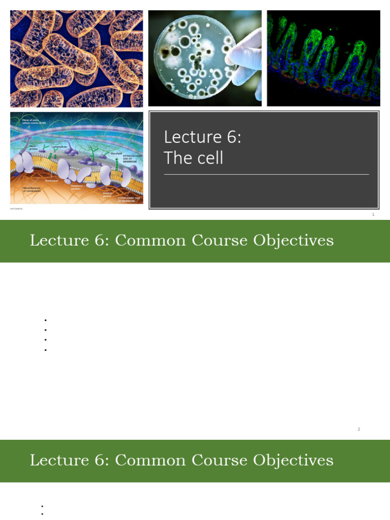 NYA_Lec6_Cell_F2024 | PDF | Endoplasmic Reticulum | Extracellular Matrix