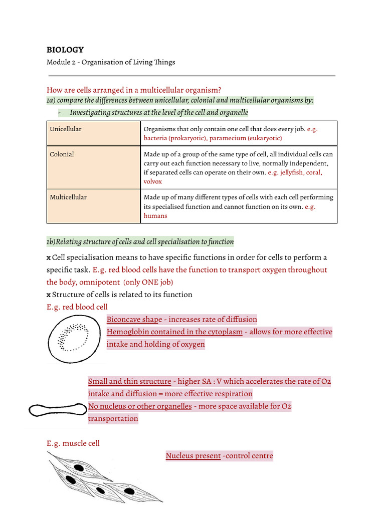 Biology Module 2 Notes 64d3930d82077 | PDF | Digestion | Pollen