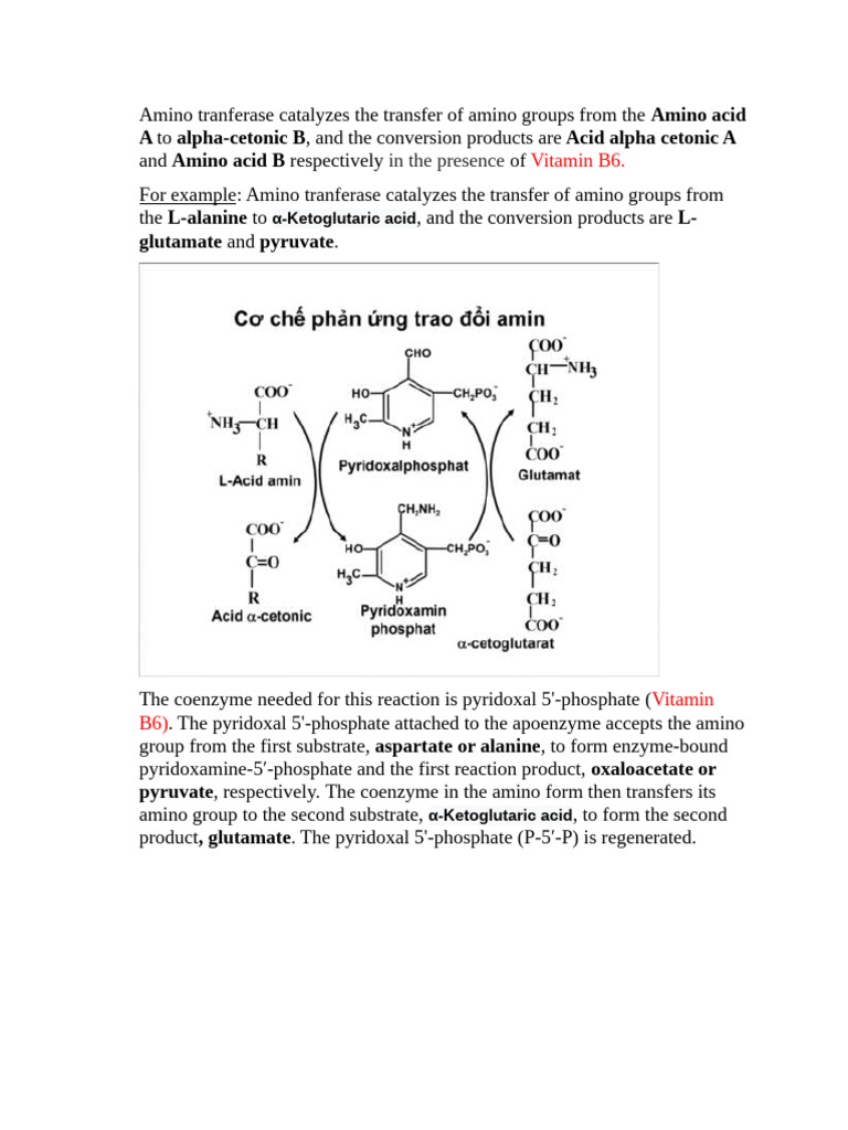 Amino Transferase Function and Mechanism | PDF
