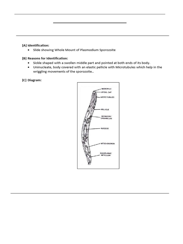 Plasmodium Sporozoite Identification Guide | PDF
