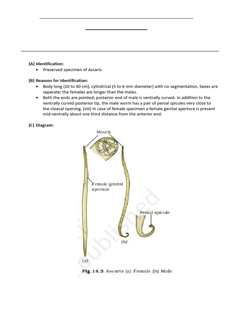 Ascaris Specimen Identification Guide | PDF