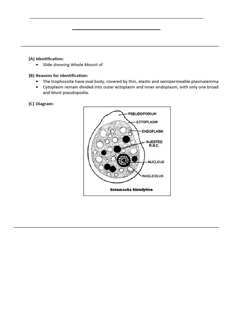 #6 Practical Spotting E WM of Entamoeba Histolytica Trophozoite | PDF