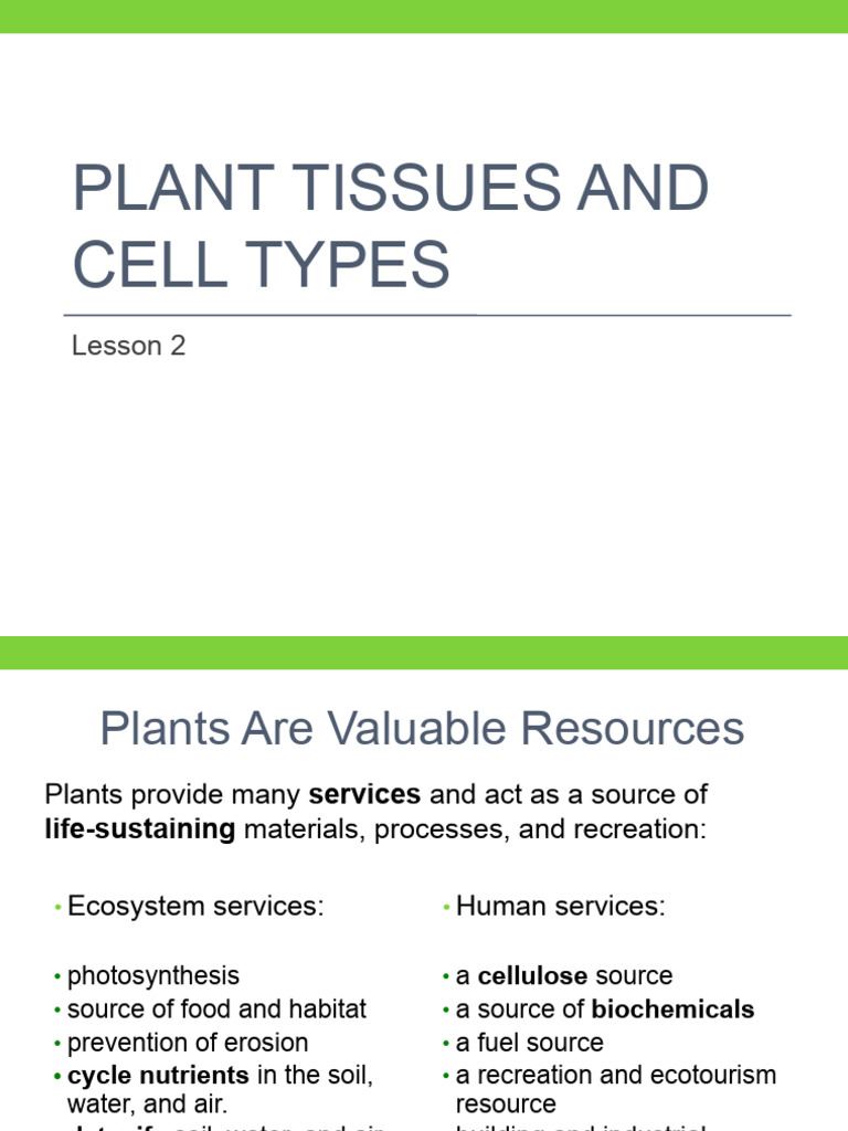 Lesson 2 - Plant Tissues and Cell Types | PDF | Plant Stem | Tissue ...