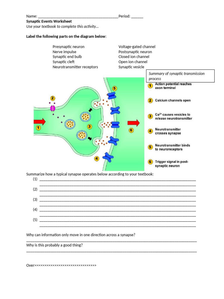 Synaptic Transmission Worksheet | PDF | Chemical Synapse | Neurotransmitter