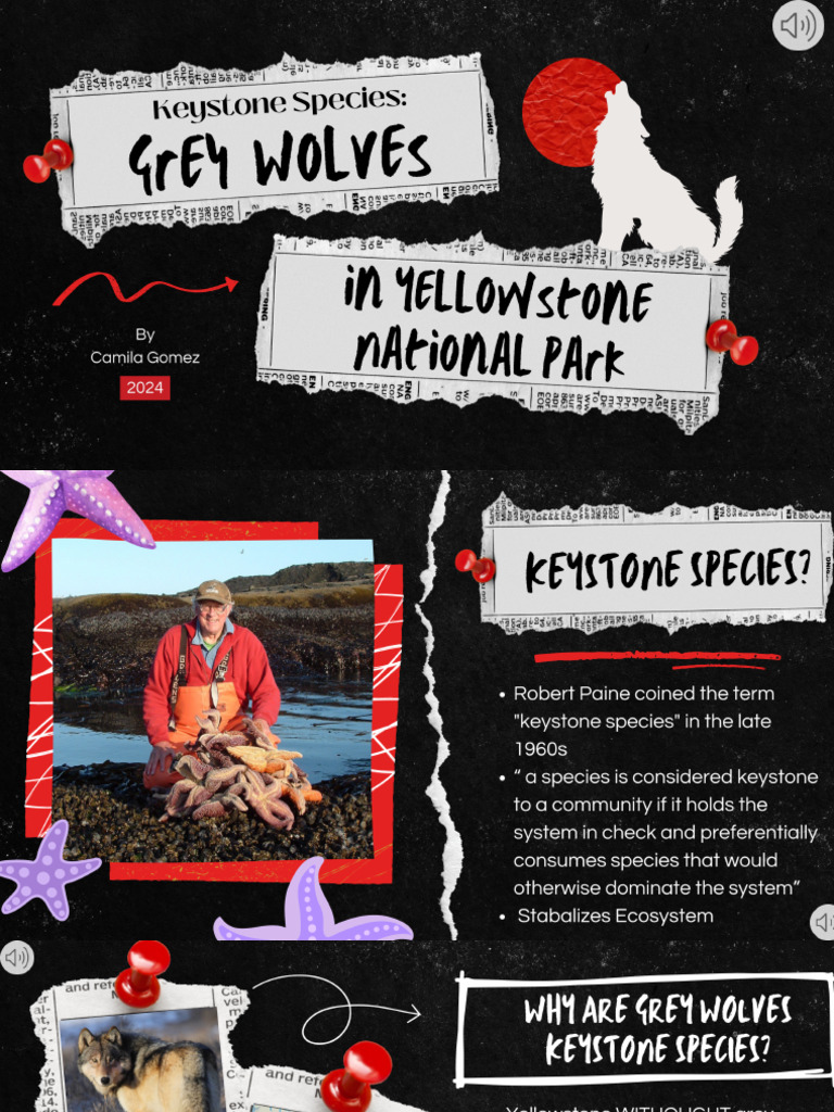 Grey Wolves | PDF