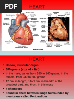 Anatomy Heart Cadaver | PDF | Heart Valve | Coronary Circulation