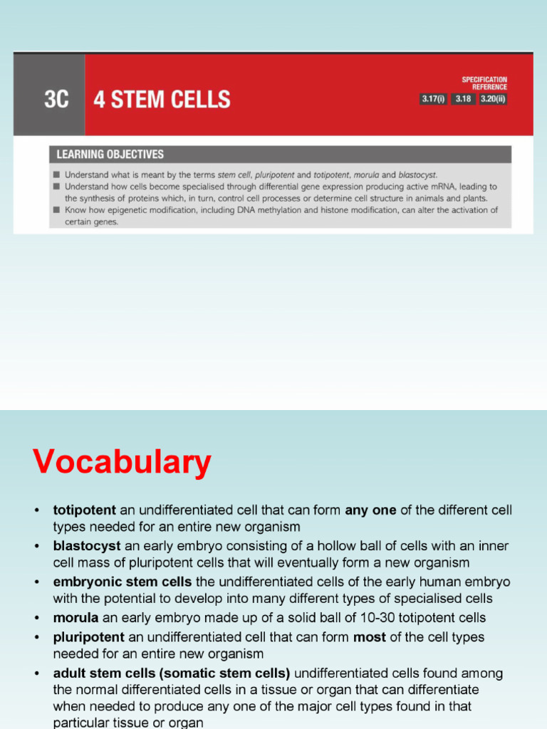 3C4 and 5 Stem Cells | PDF