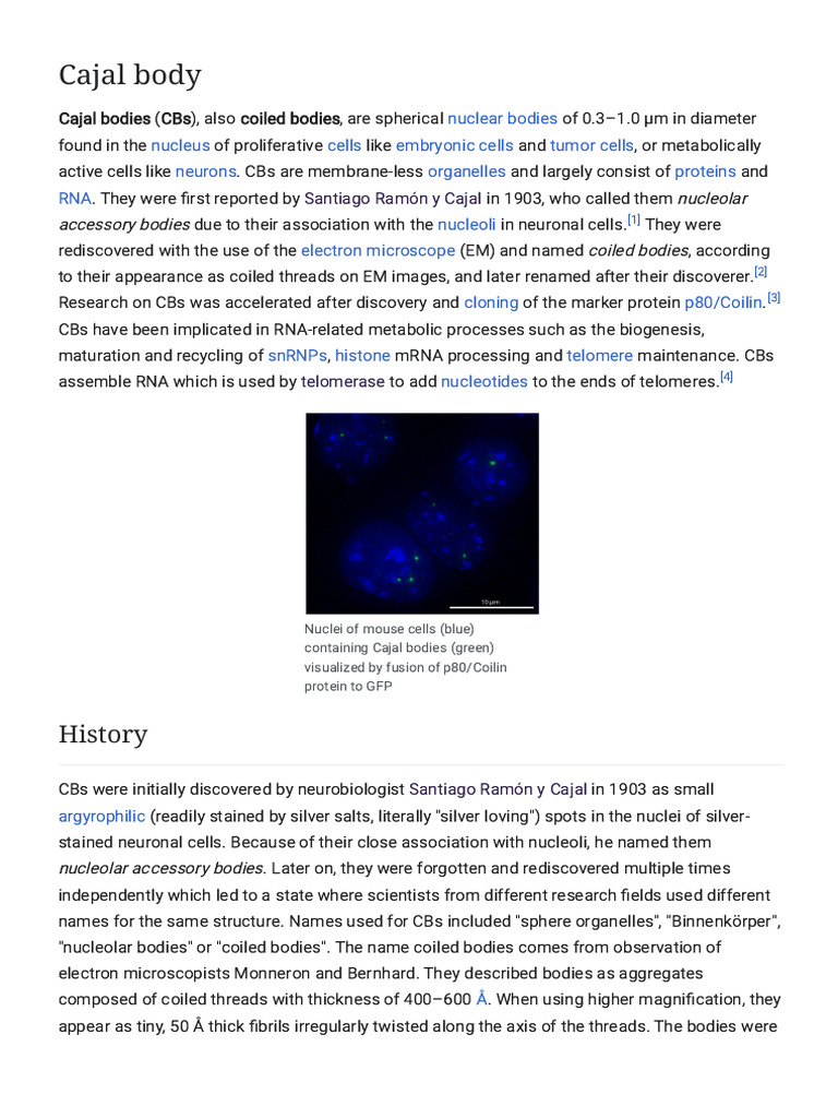 Cajal body | PDF | Genetics | Cell Anatomy