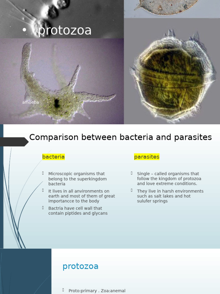 Bacteria vs. Parasites: Key Differences | PDF