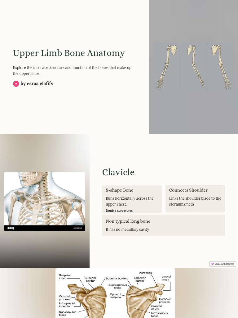 Upper Limb Bone Anatomy | PDF | Wellness