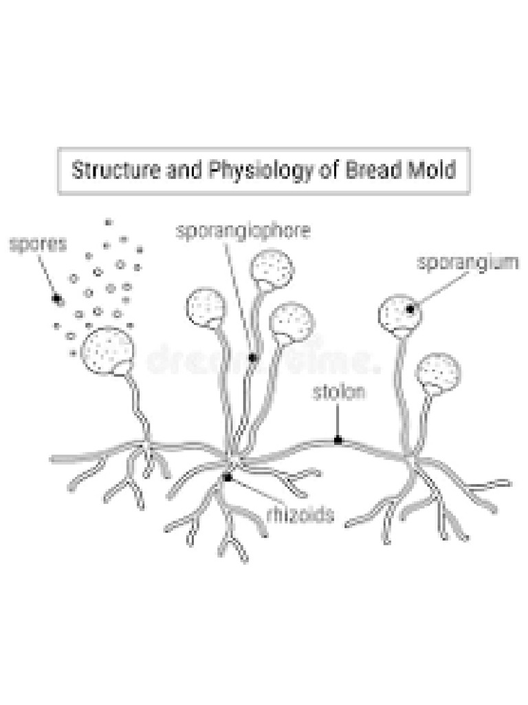 Bread Mould Pdf