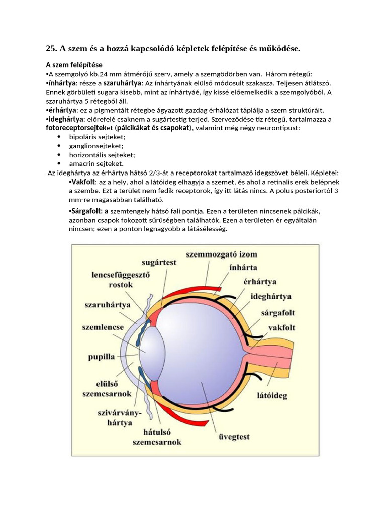 25 Szem felépítése r | PDF