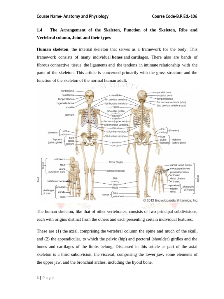 1.4 The Arrangement of The Skeleton, Function of The Skeleton, Ribs and ...