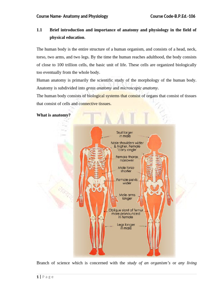 Importance of Anatomy and Physiology in PE | PDF | Human Body | Anatomy