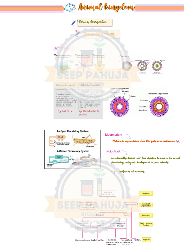 Animal Kingdom Classification Guide | PDF | Vertebrates | Sponge