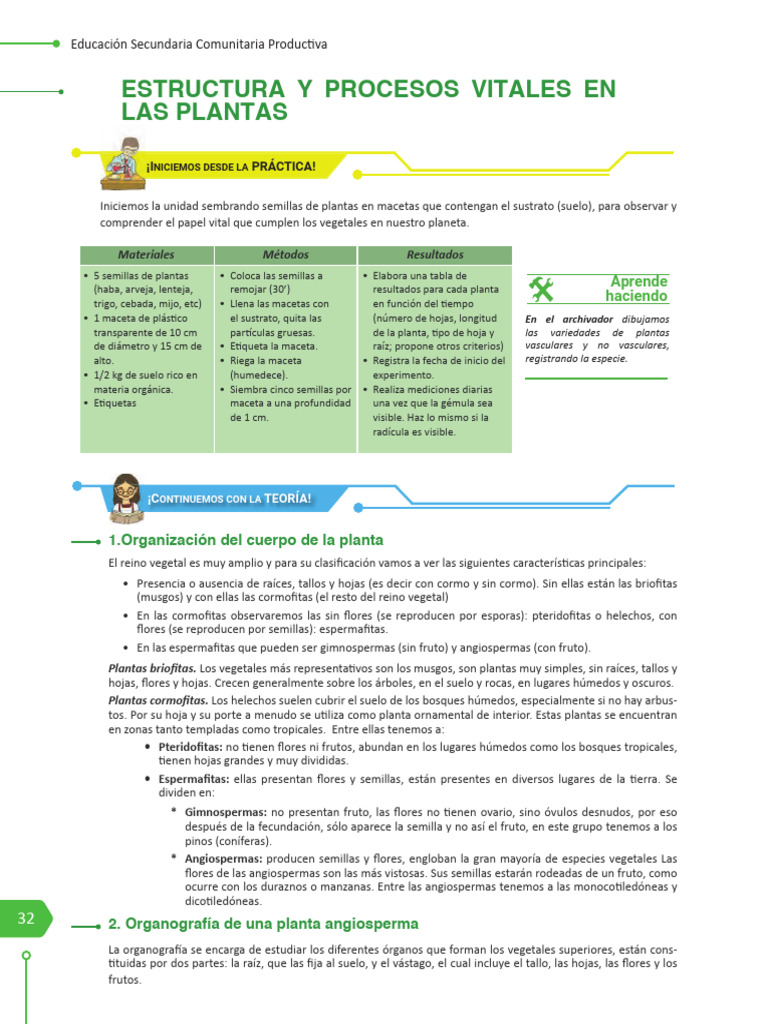 Estructura y Función de las Plantas | PDF | Tallo de la planta | Hoja