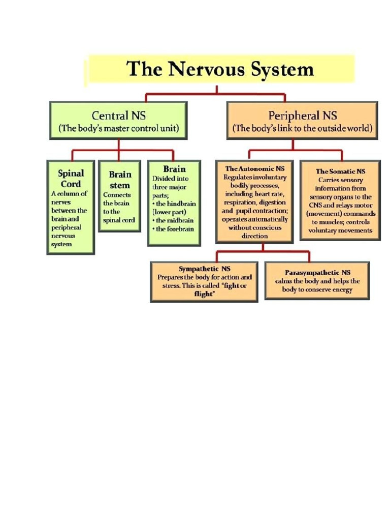 Nervous System | PDF
