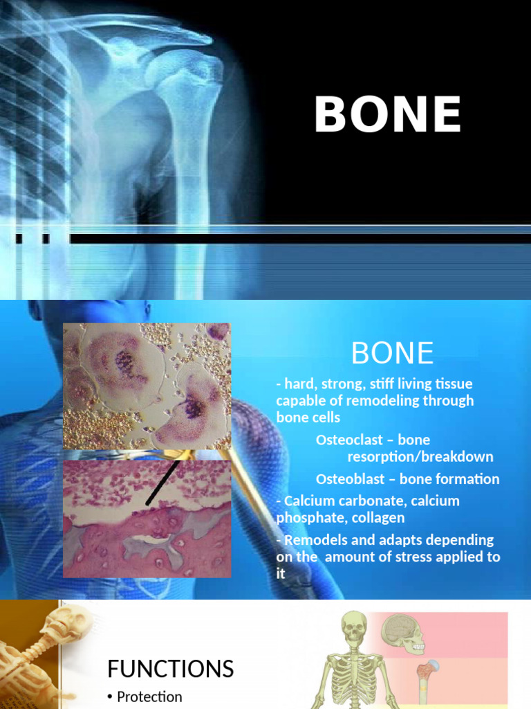 Chapter 2.3 Bone | PDF | Bone | Musculoskeletal System