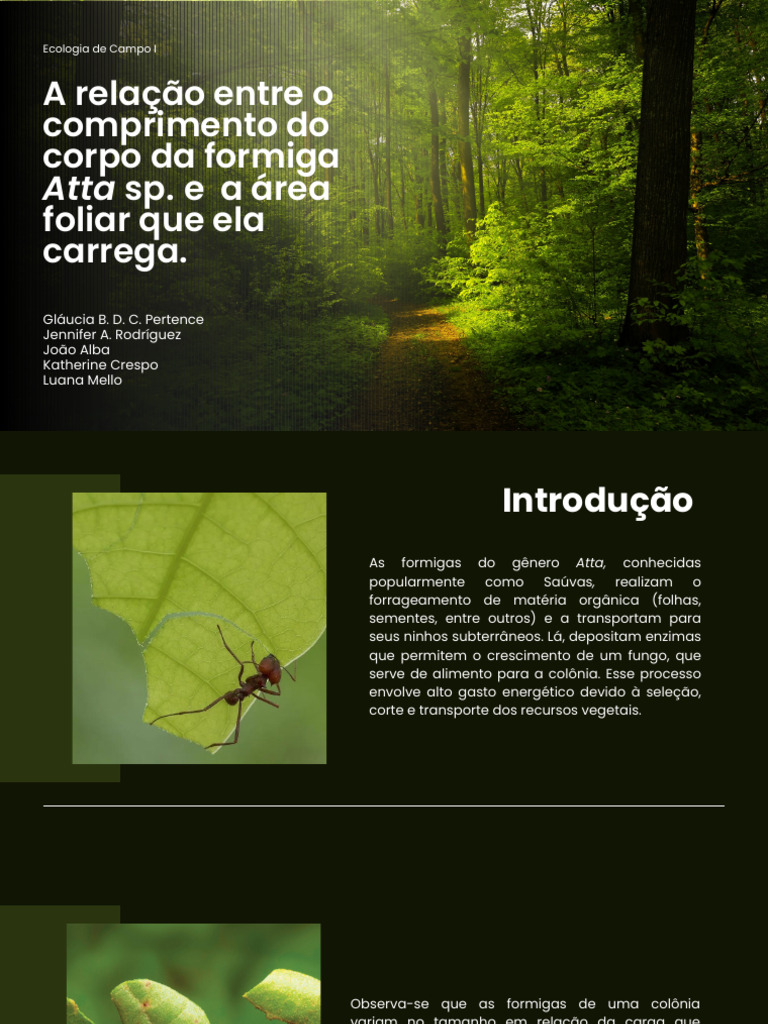 Grupo 3 - Apresentação | PDF | Formiga | Forrageamento