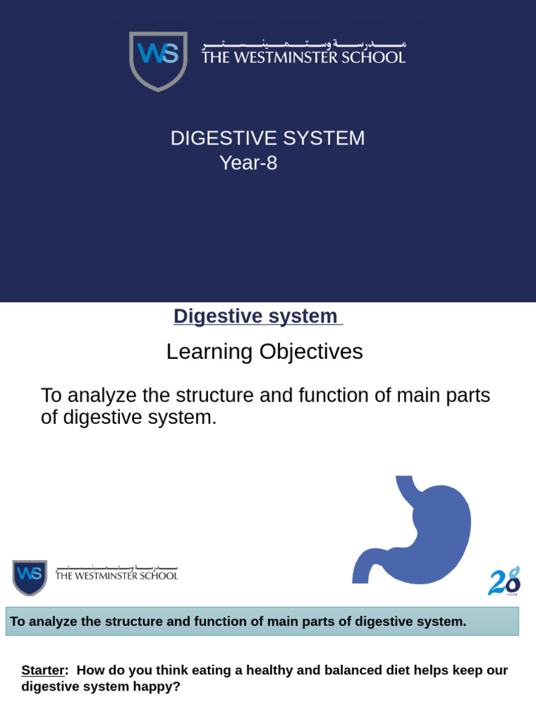 Digesttive System SC Yr8 Day-3 Updated | PDF | Digestion | Small Intestine