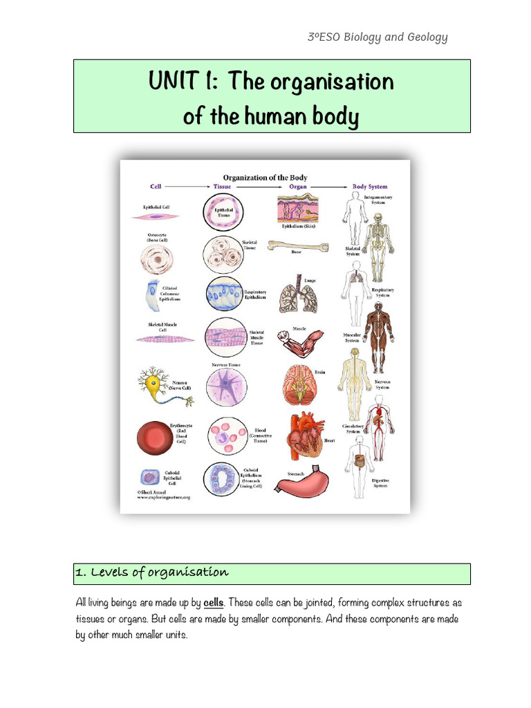 Unit 1 the Organisation of the Human Body (2) | PDF | Endoplasmic ...
