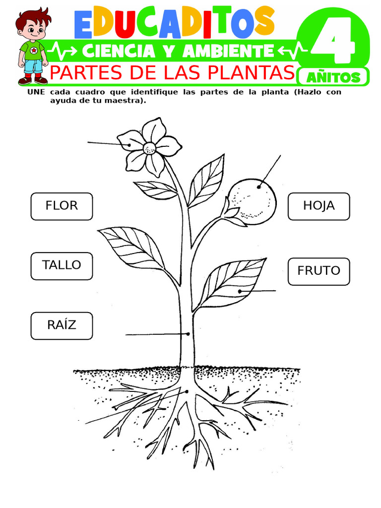 Fichas Partes de La Planta | PDF