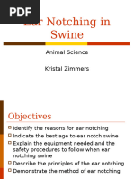Guide to Ear Notching in Swine | PDF | Pig