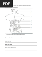IGCSE Biology: Teeth Structure and Functions | PDF
