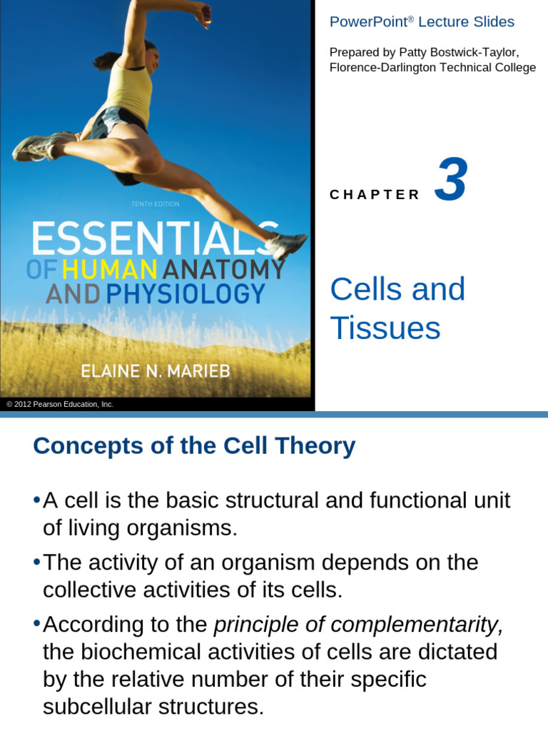 Anaphy Lesson 3 | PDF | Mitosis | Endoplasmic Reticulum