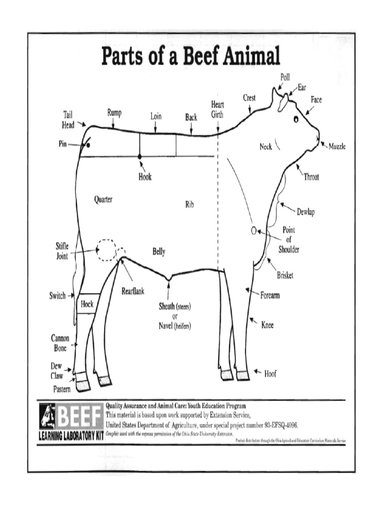 Beef | PDF
