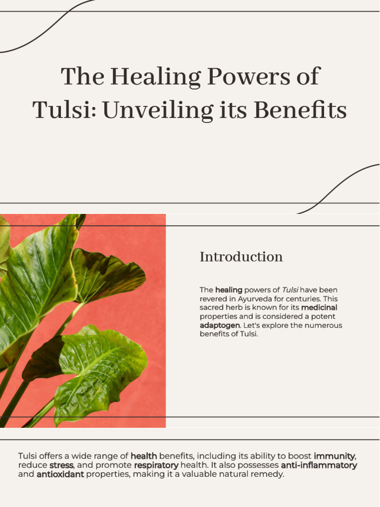 The Healing Powers of Tulsi | PDF