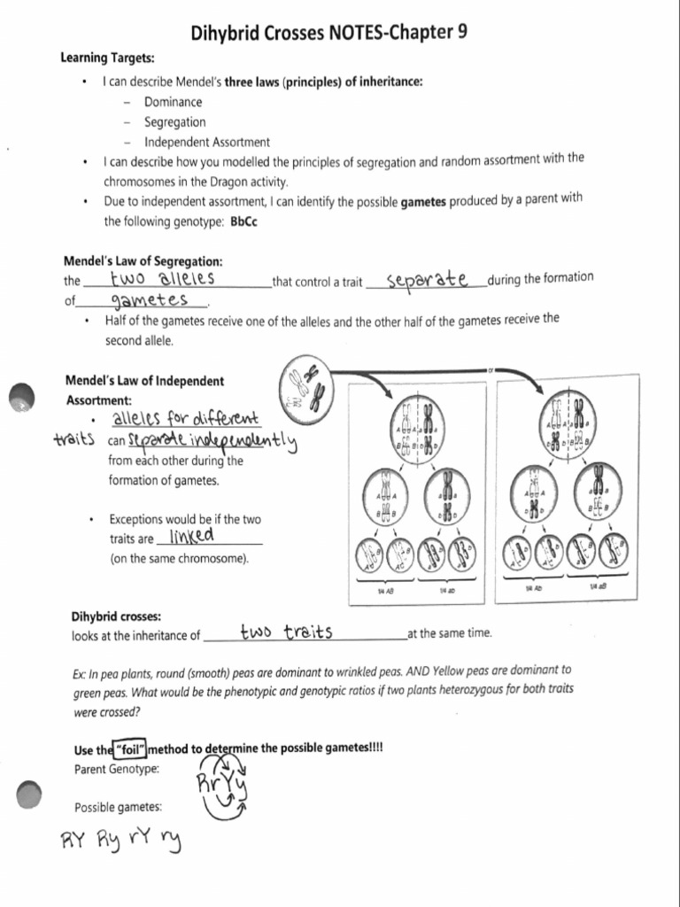 Dihybrid Crosses NOTES | PDF
