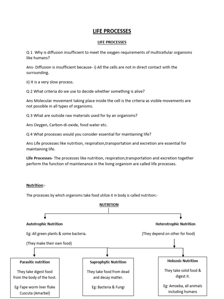 Life Processes Notes | PDF | Atrium (Heart) | Stomach