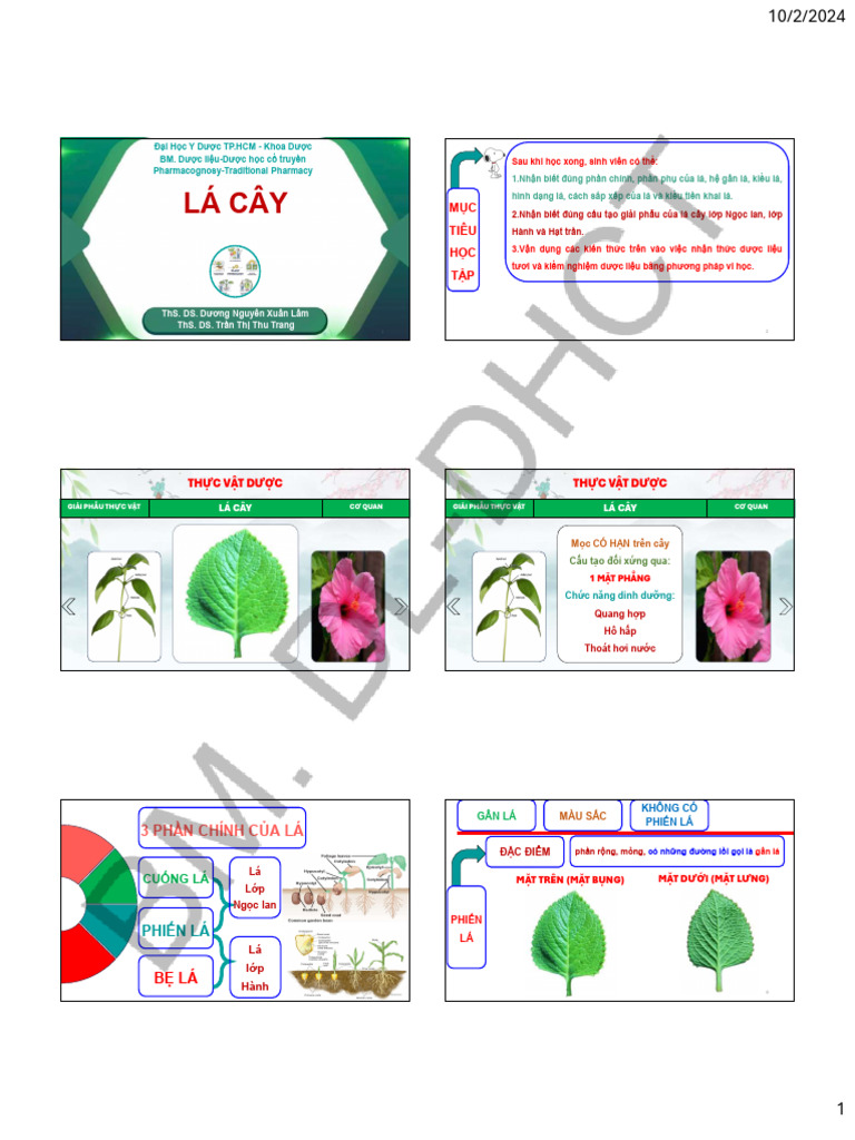 Lá Cây C M Hoa 2024-Sv | PDF
