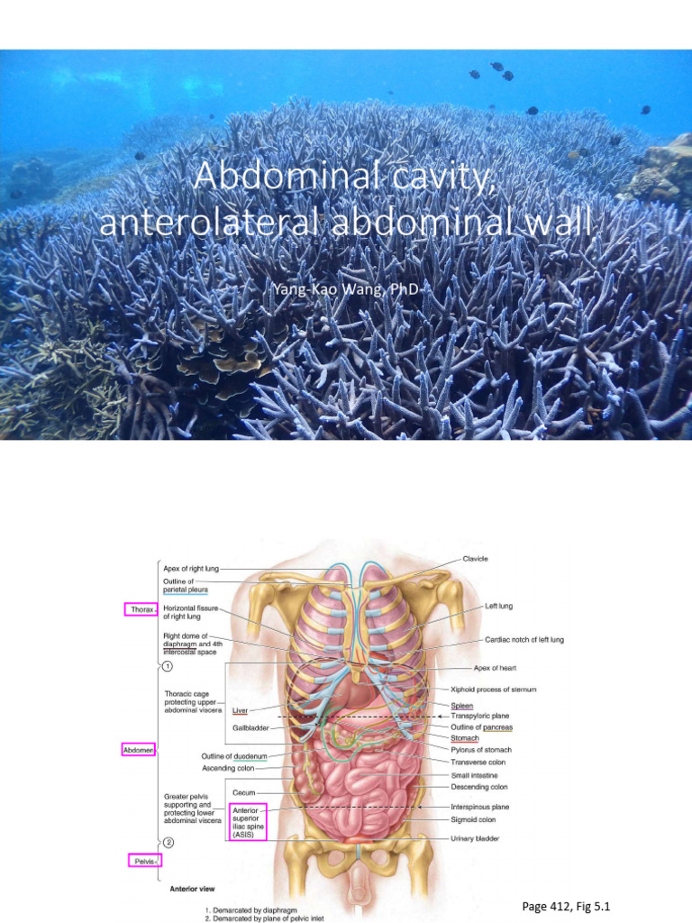 Abdominal Cavity and Anterolateral Abdominal Wall | PDF | Abdomen ...