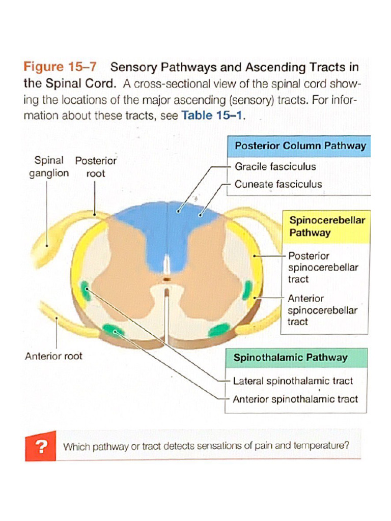Figure 15-7 Sensory Pathways and Ascending Tracts in | PDF