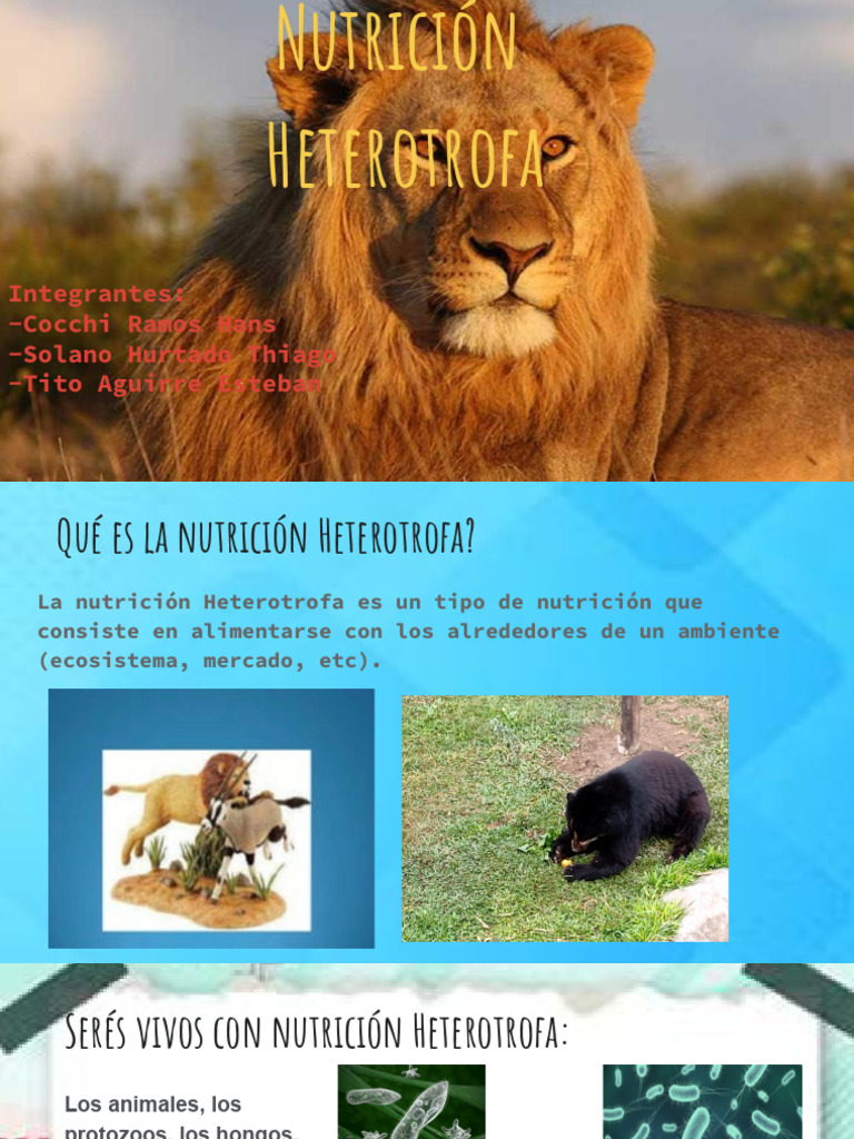 Nutrición Heterotrofa | PDF