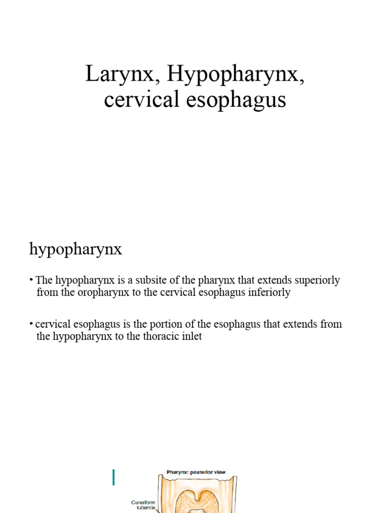 ENT - 6. Larynx, Hypopharynx, Cervical Esophagus (4th September 2024) DR G. Anguilar | PDF ...