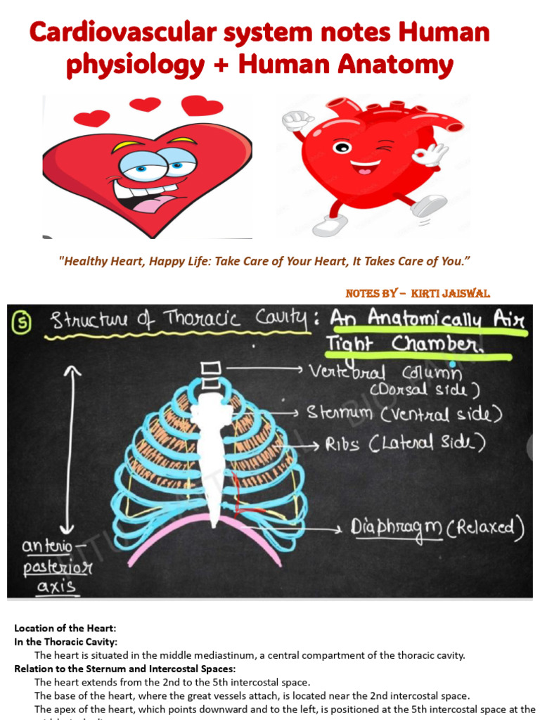 Heart Anatomy and Function Overview | PDF | Heart | Heart Rate