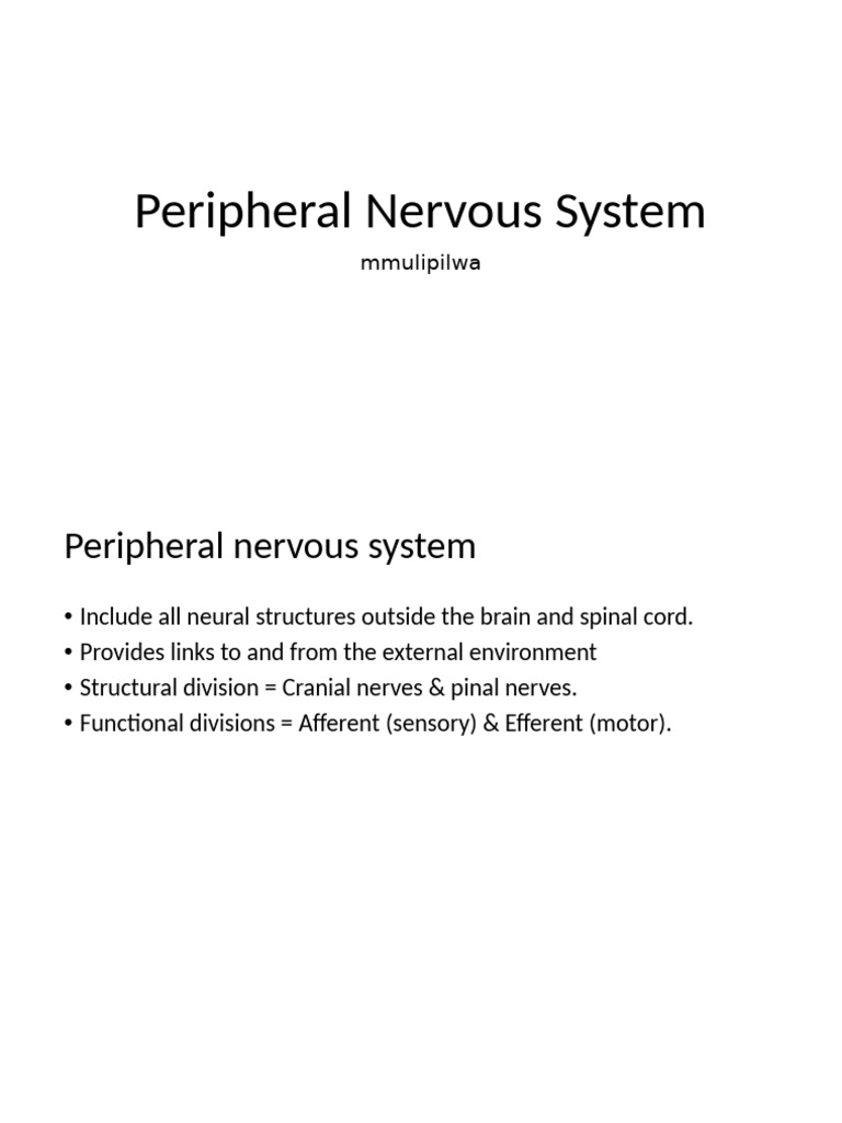 Overview of Cranial and Spinal Nerves | PDF | Brainstem | Human Head ...