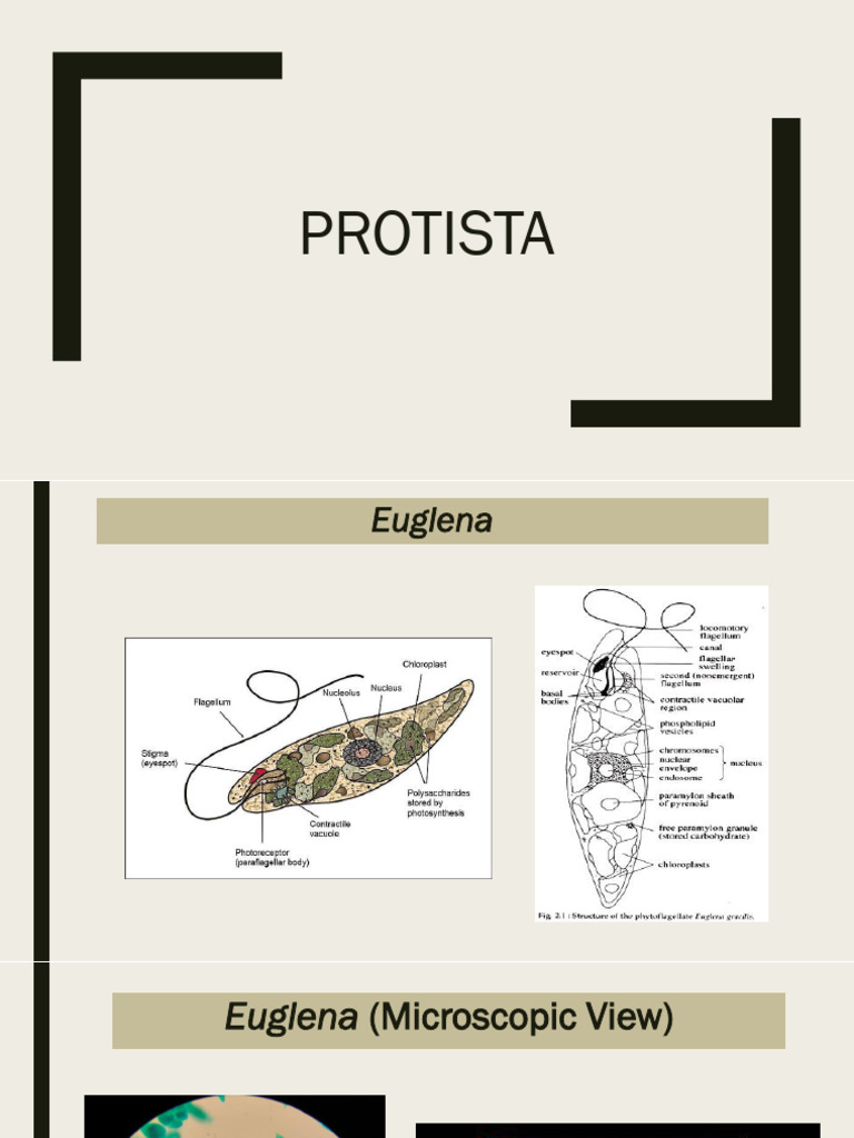 Pract No. 1 - Protista Specimens | PDF | Science & Mathematics