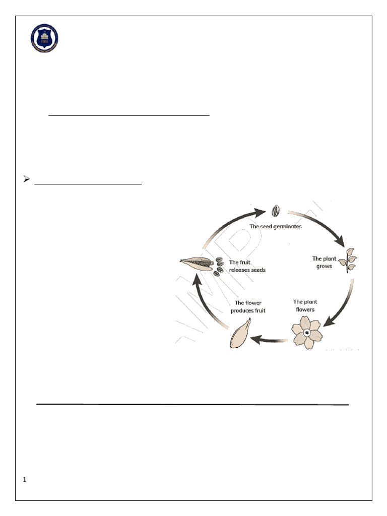 Plant life cycle | PDF | Flowers | Petal