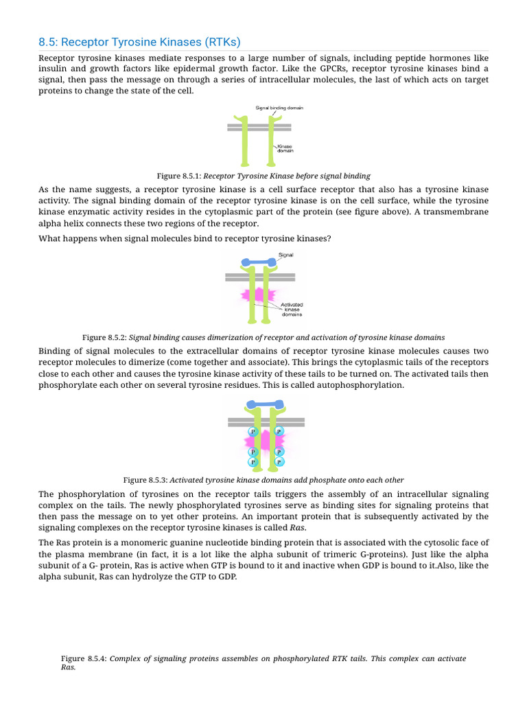 8.5 - Receptor Tyrosine Kinases (RTKS) - Biology LibreTexts | PDF | Signal Transduction ...